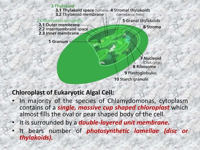 Prokaryotic and Eukaryotic Algal cell structure | PPTX | Biological ...