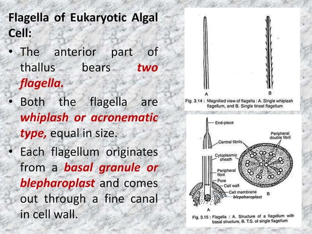 Prokaryotic and Eukaryotic Algal cell structure | PPTX | Biological ...