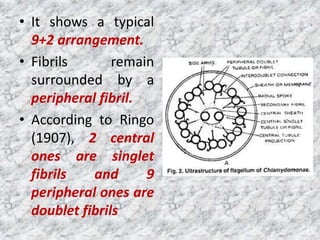 Prokaryotic and Eukaryotic Algal cell structure | PPTX