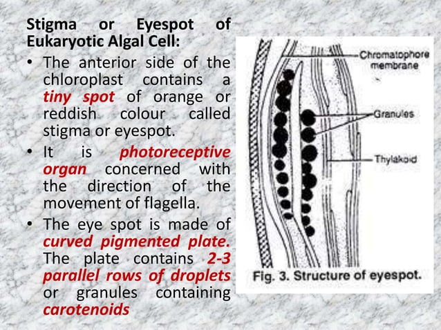 Prokaryotic and Eukaryotic Algal cell structure | PPTX | Biological ...