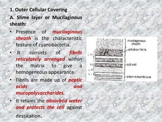 Prokaryotic and Eukaryotic Algal cell structure | PPTX | Biological ...