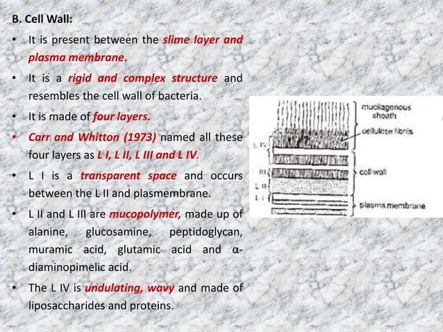 Prokaryotic and Eukaryotic Algal cell structure | PPTX | Biological ...