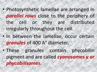 Prokaryotic and Eukaryotic Algal cell structure | PPTX