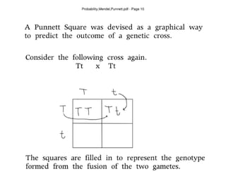 Probability, Mendel and Punnett Square | PDF | Biological Sciences ...
