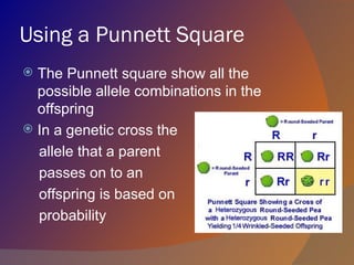 Probability+and+heredity | PPT | Genetics | Science