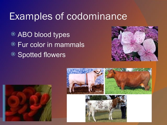 Probability+and+heredity | PPT | Genetics | Science