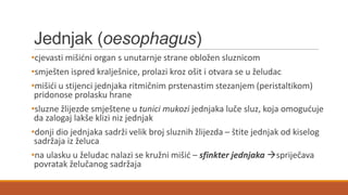 Probavni sustav | PPSX