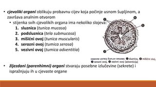 Probavni sustav | PPSX