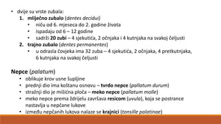 Probavni sustav | PPSX