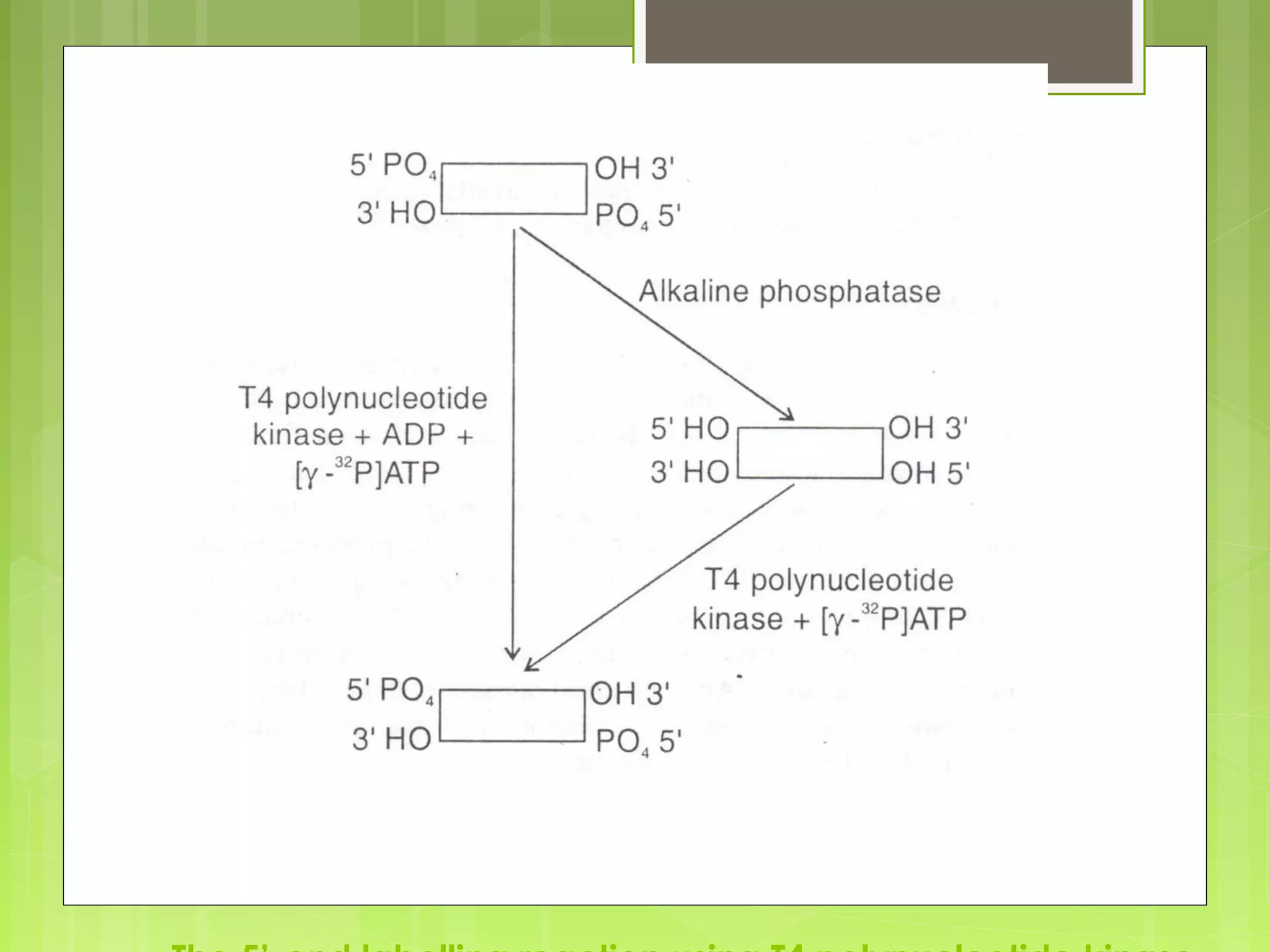 Probe labeling | PPT