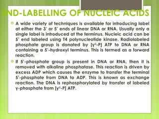 Probe labeling | PPT