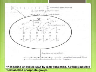 Probe labeling | PPT