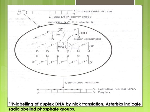 Probe labeling | PPT | Chemistry | Science