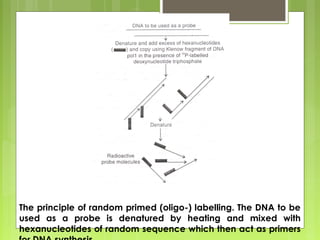 Probe labeling | PPT | Chemistry | Science