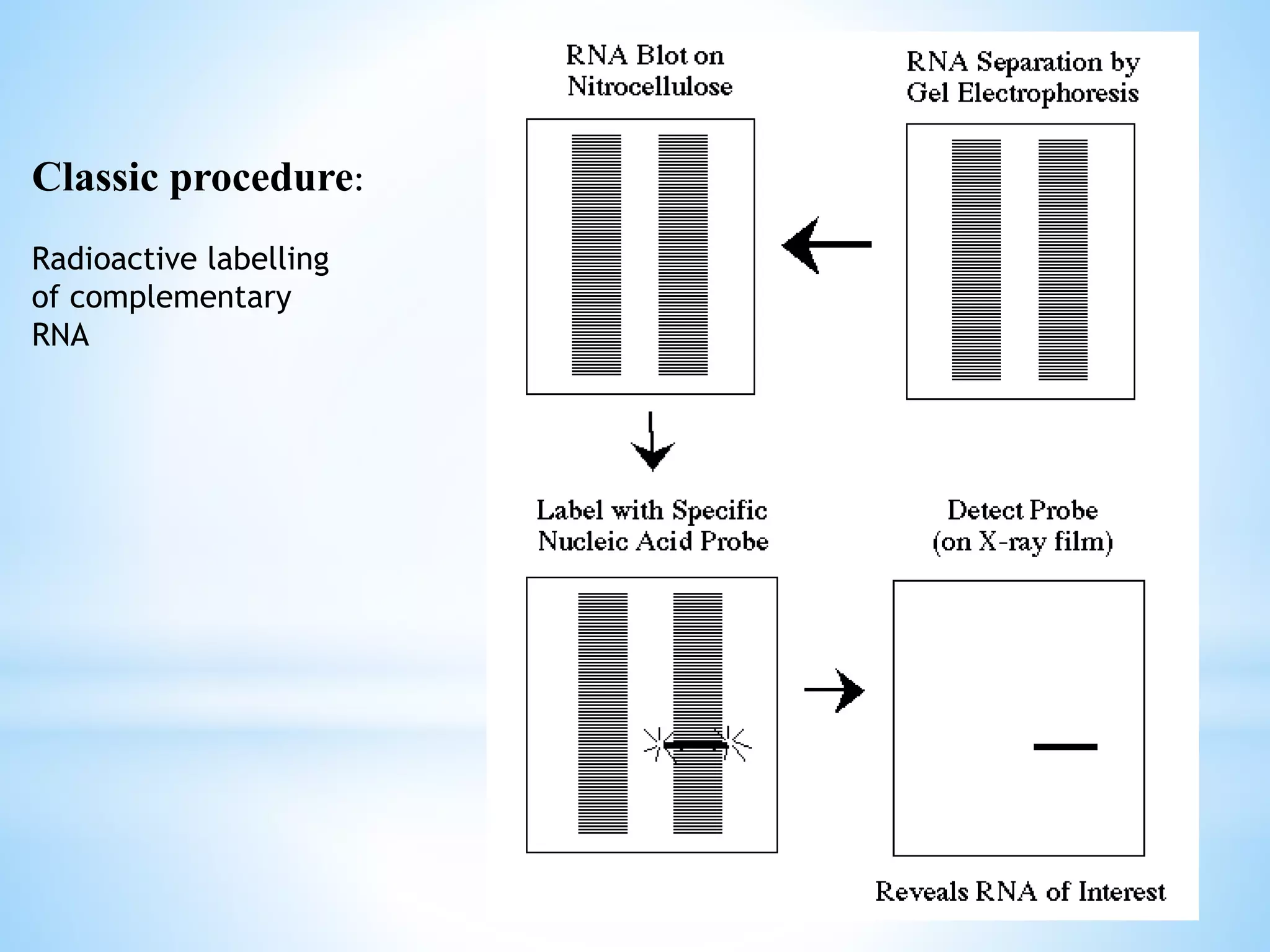 Probe labelling and hybridization | PPTX