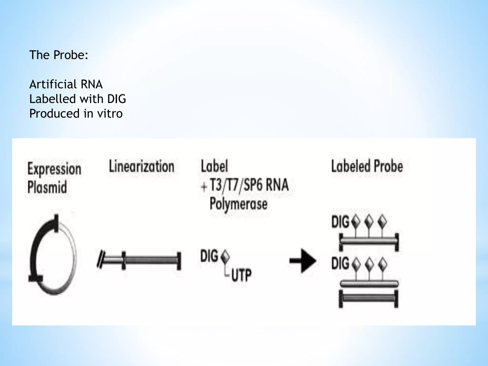 Probe labelling and hybridization | PPTX