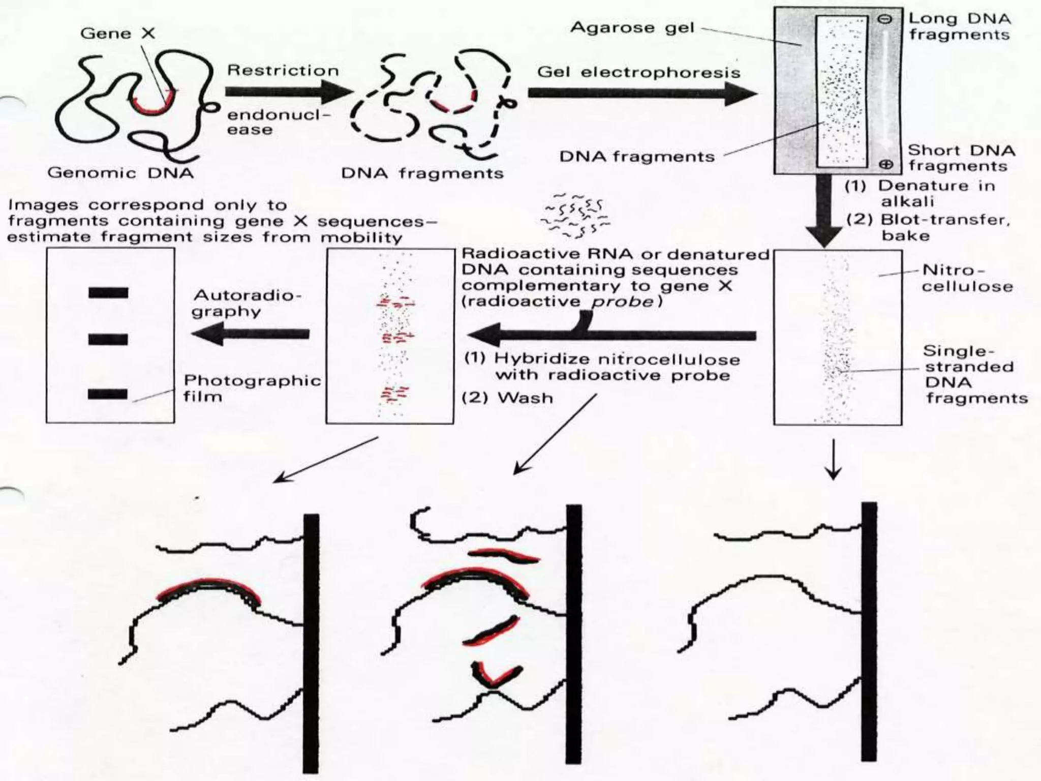 Probe labelling and hybridization | PPTX