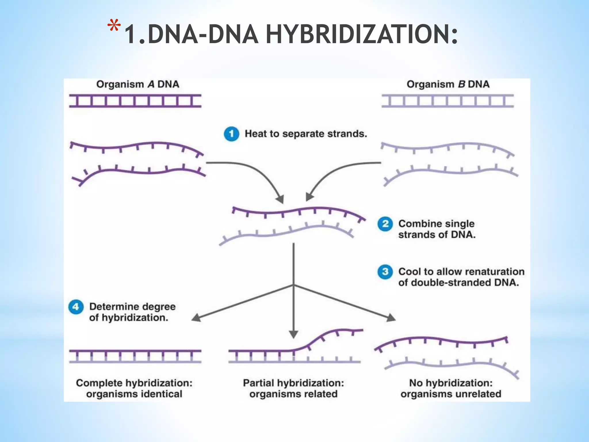 Probe labelling and hybridization | PPTX