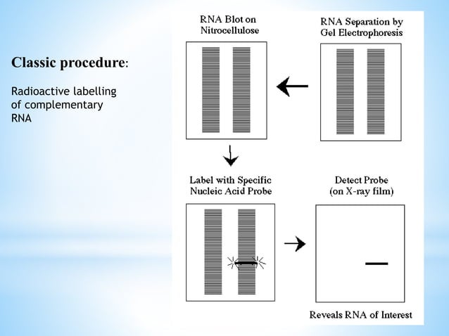 Probe labelling and hybridization | PPTX | Chemistry | Science