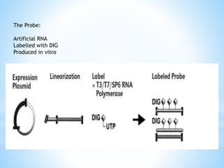 Probe labelling and hybridization | PPTX