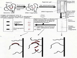 Probe labelling and hybridization | PPTX