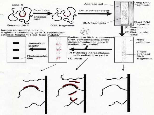 Probe labelling and hybridization | PPTX | Chemistry | Science