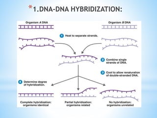 Probe labelling and hybridization | PPTX
