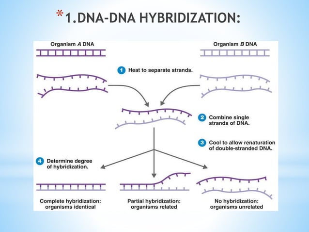 Probe labelling and hybridization | PPTX | Chemistry | Science