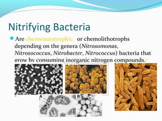 Probiotic for biofertilizer | PPT