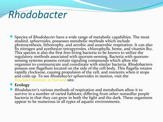 Probiotic for biofertilizer | PPT