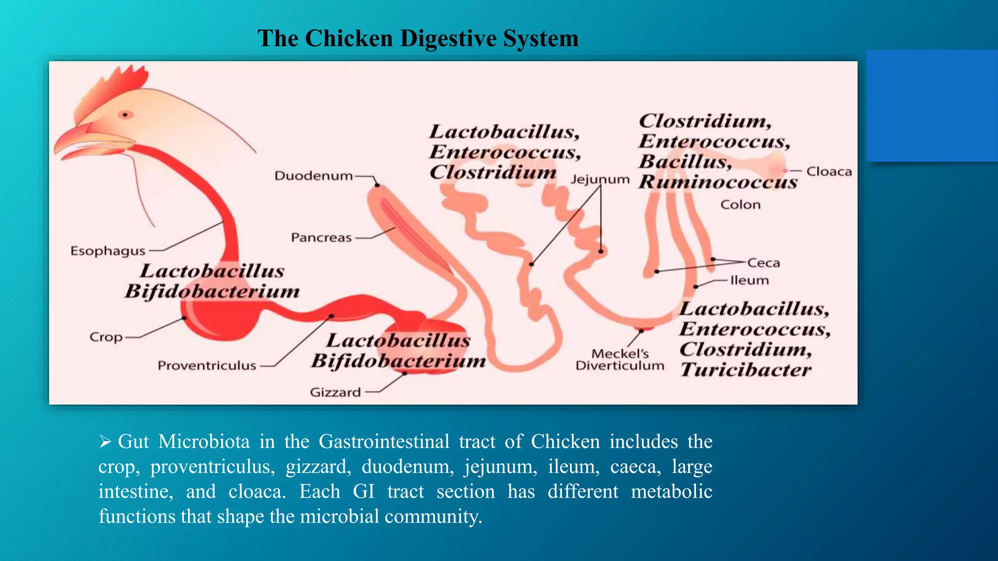 Probiotic from chicken's GIT | PPTX | Medical Health
