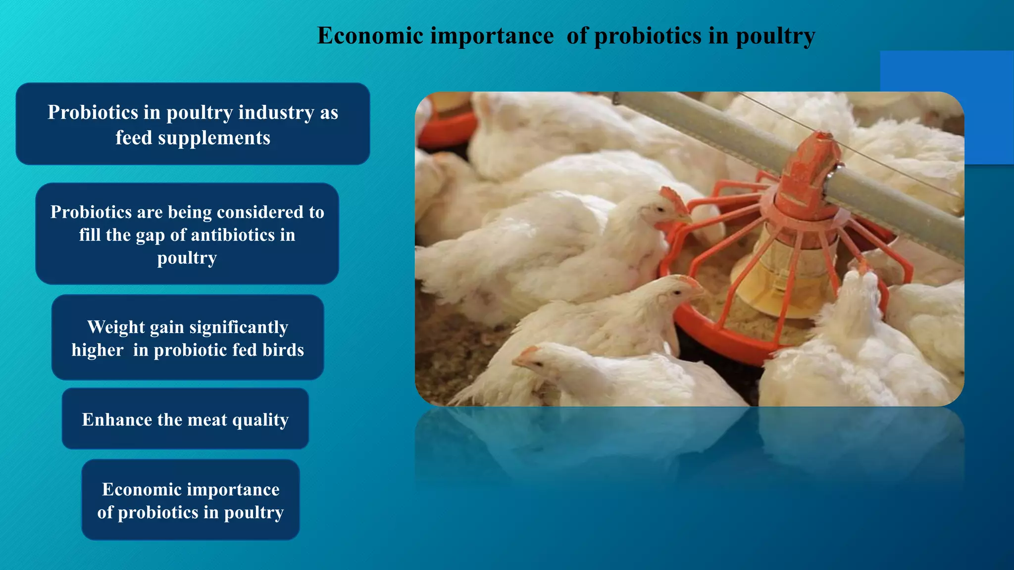 Probiotic from chicken's GIT | PPTX | Medical Health