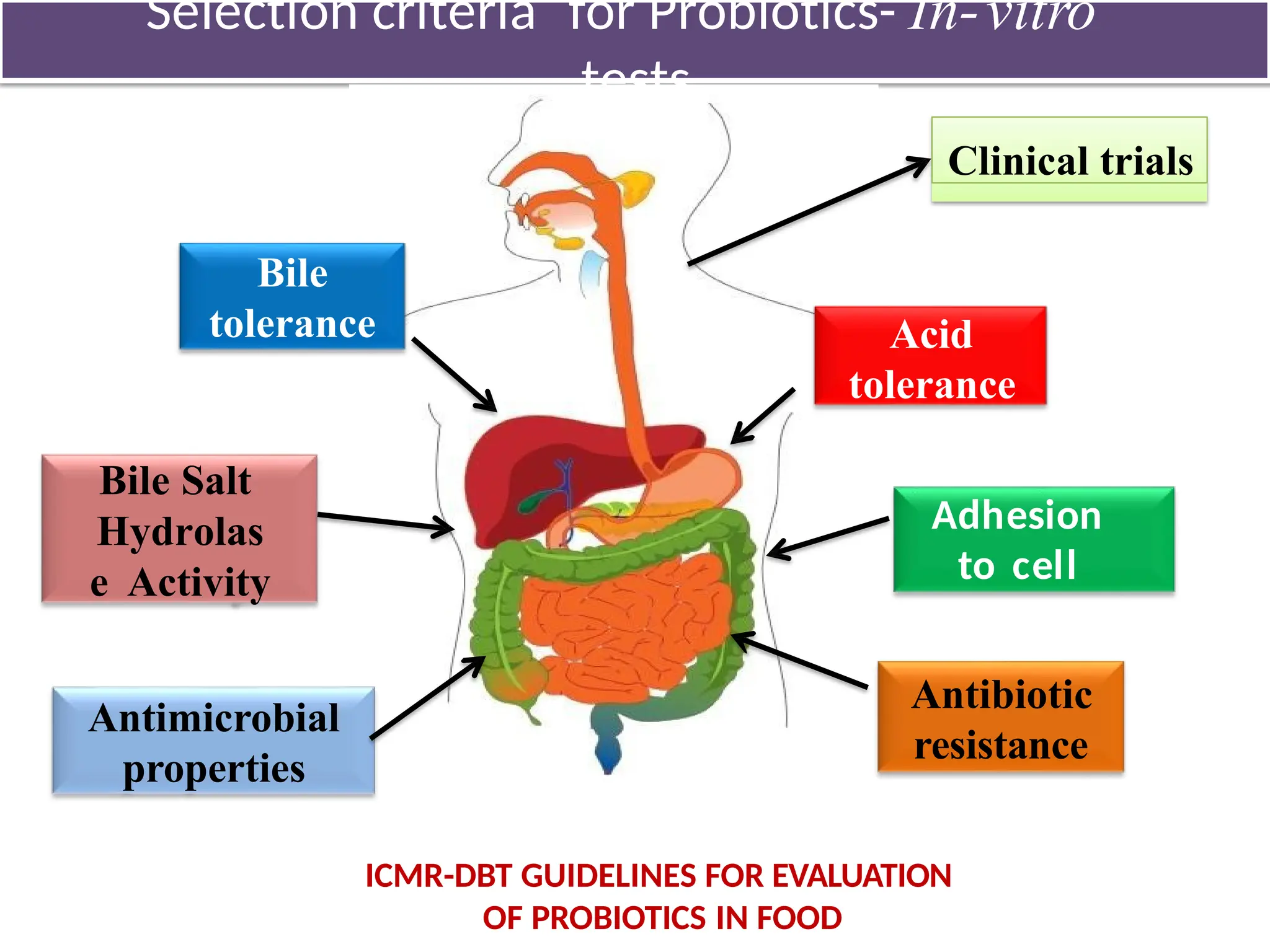 Probiotics: Role in Fermented Dairy & Food Products | PPTX