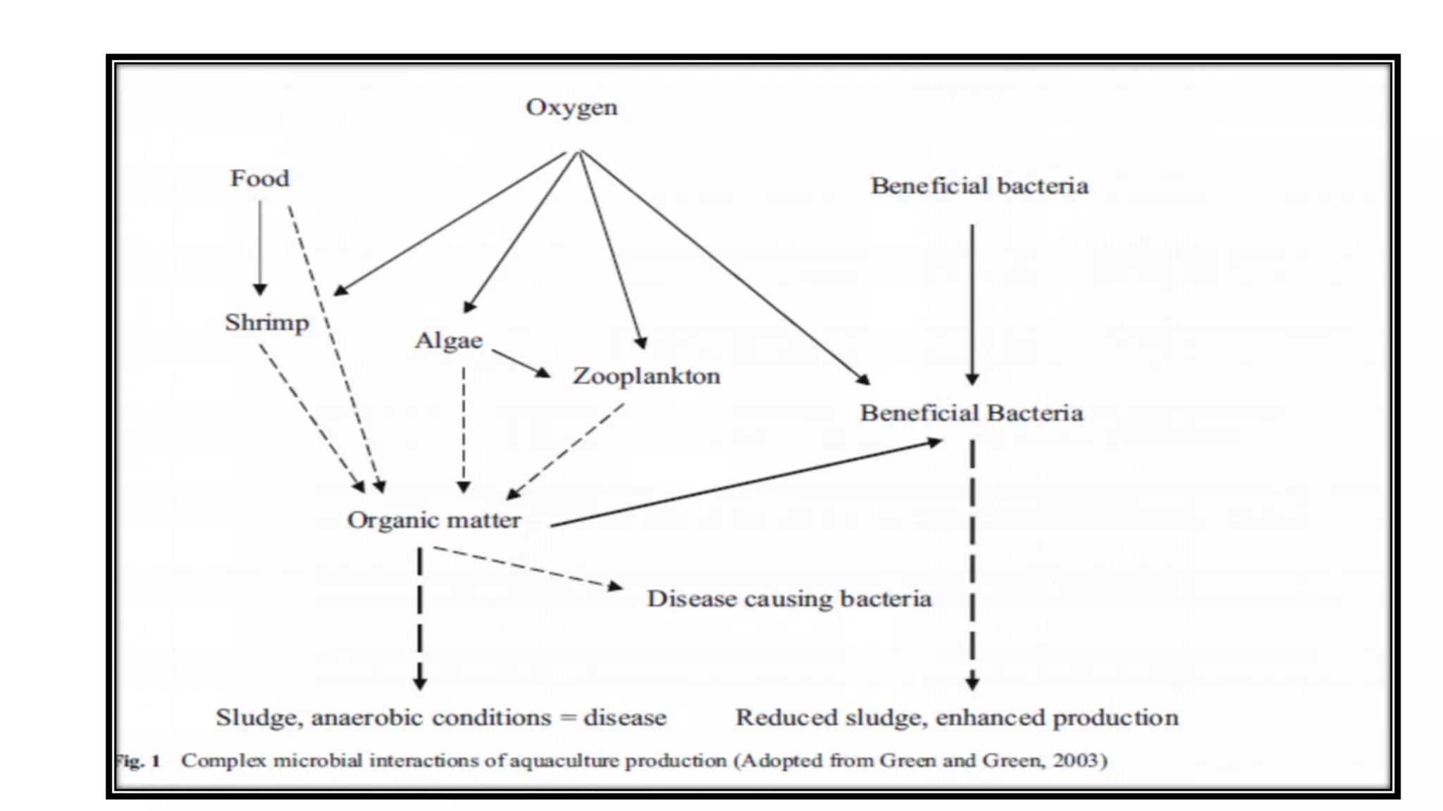 Probiotics used in aquaculture | PDF
