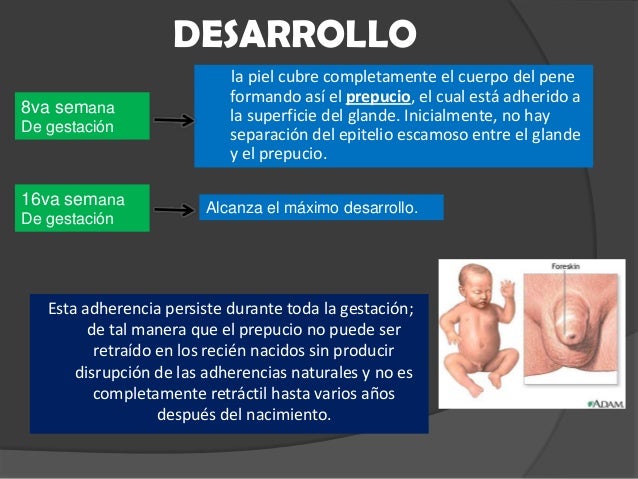 Problemas del prepucio abr.2013