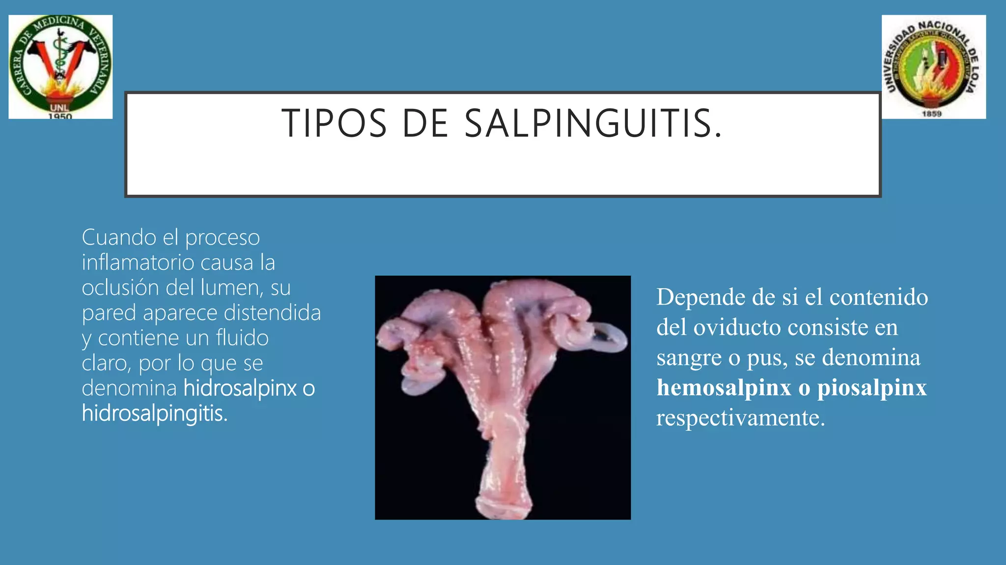 Patologias de los oviductos | PPTX