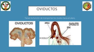 Patologias de los oviductos | PPTX