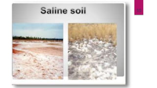 Problematic soils (aridisol) | PPTX