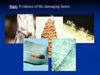 Disease Problem Diagnosing | PPT