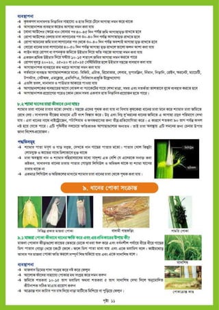 Problems and-solutions of rice | PDF