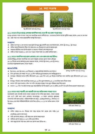 Problems and-solutions of rice | PDF