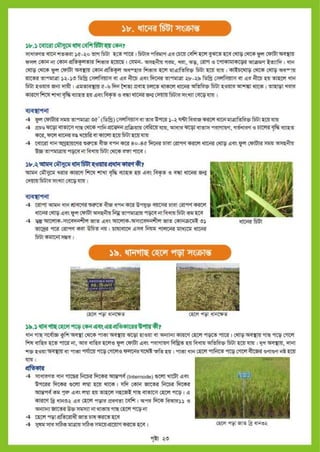 Problems and-solutions of rice | PDF