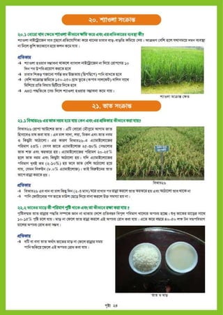 Problems and-solutions of rice | PDF
