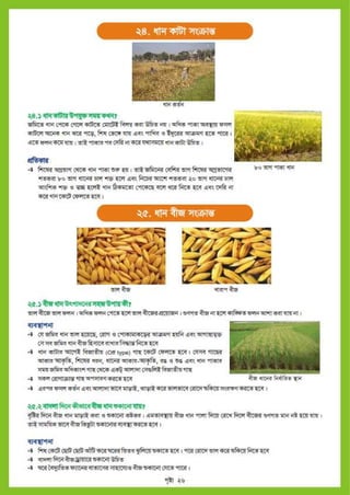 Problems and-solutions of rice | PDF