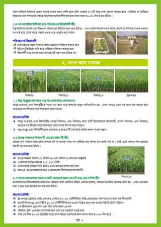 Problems and-solutions of rice | PDF