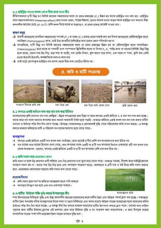 Problems and-solutions of rice | PDF
