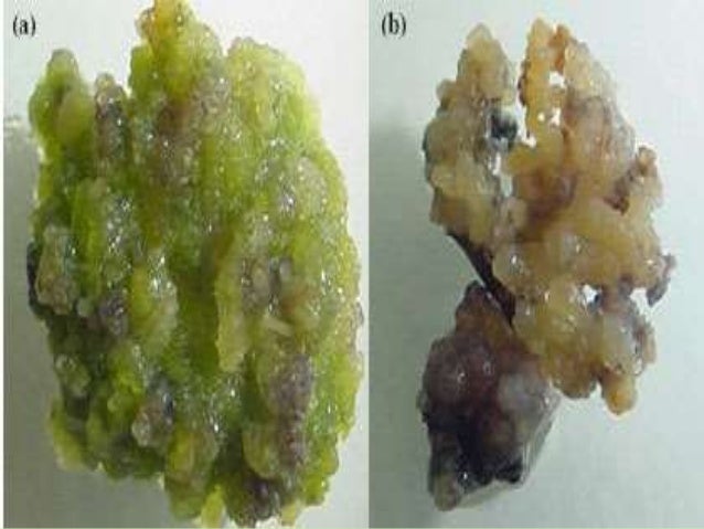 Problems in plant tissue culture