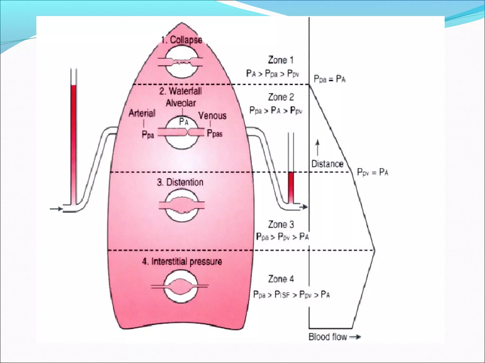 Anaesthetic problems of open chest and pathophysiology of one lung ...