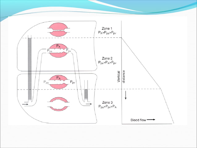 Anaesthetic problems of open chest and pathophysiology of one lung ...