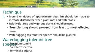 problem soils and tree plantation techniques.pptx